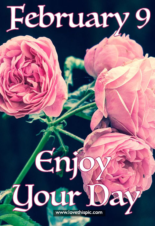 Pink Rose February 9 Image Pictures, Photos, and Images for Facebook ...