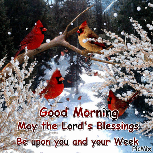 Morning Cardinal Gif Pictures, Photos, and Images for Facebook, Tumblr ...