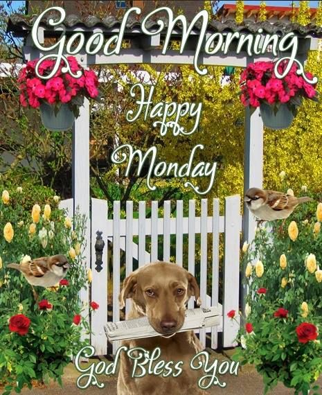 Doggy Good Morning Happy Monday Image Pictures, Photos, and Images for ...