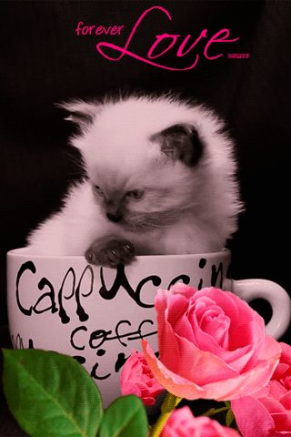 Forever Love Animation Pictures, Photos, and Images for Facebook ...