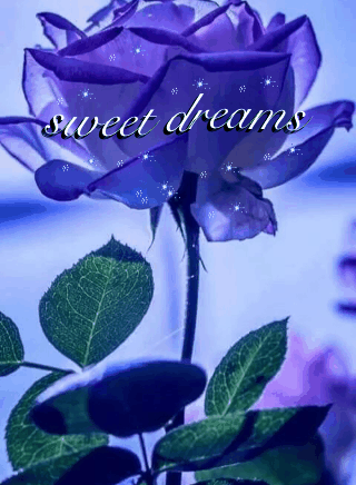 Purple Sweet Dreams Rose Pictures, Photos, and Images for Facebook ...