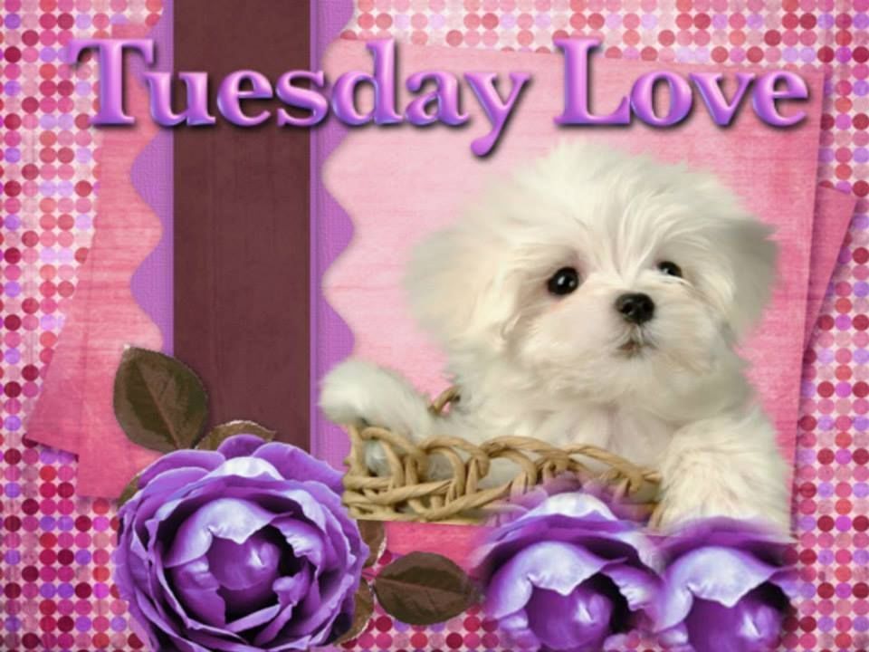 Tuesday Love Puppy Quote Pictures, Photos, and Images for Facebook ...