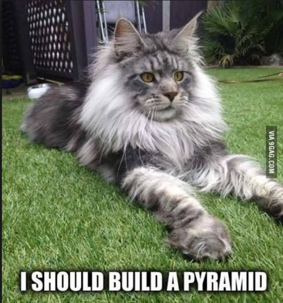 I Should Build A Pyramid Pictures, Photos, and Images for Facebook ...