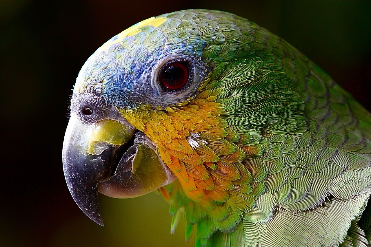 Parrot Macaw Closeup Pictures, Photos, and Images for Facebook, Tumblr ...