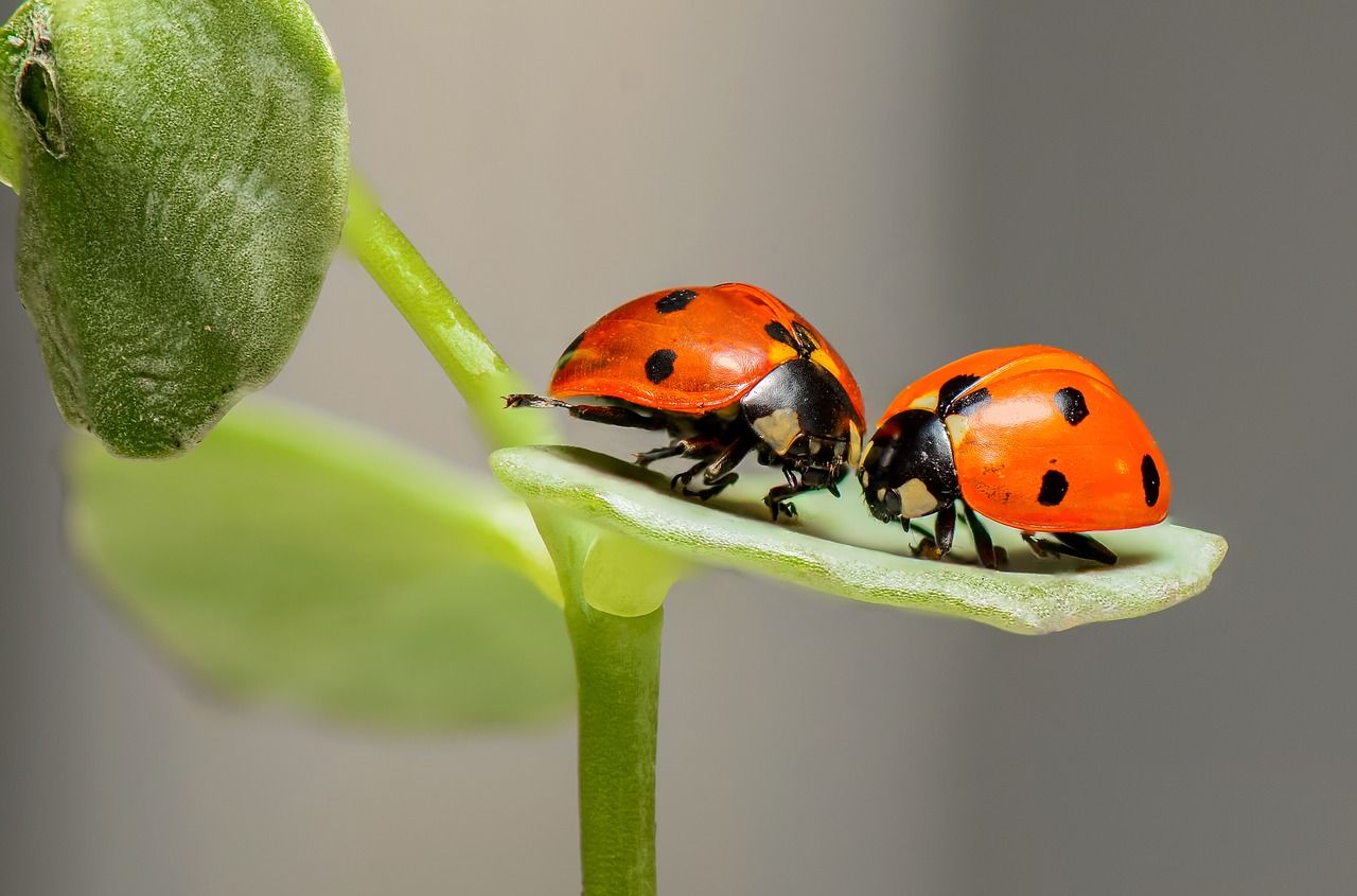 Ladybugs Closeup Pictures, Photos, and Images for Facebook, Tumblr ...