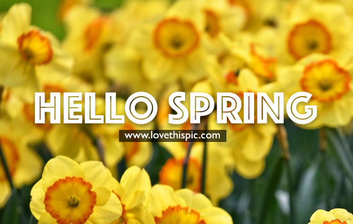 Daffodil Hello Spring Quote Pictures, Photos, and Images for Facebook ...