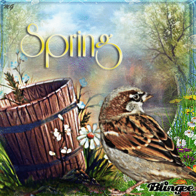 Birdy Spring Gif Pictures, Photos, and Images for Facebook, Tumblr ...