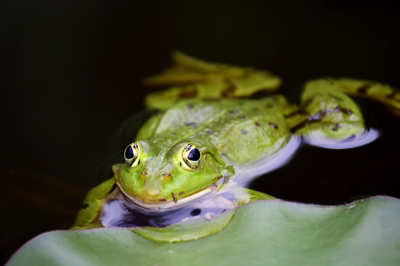 Green Frog In The Pond Pictures, Photos, and Images for Facebook ...