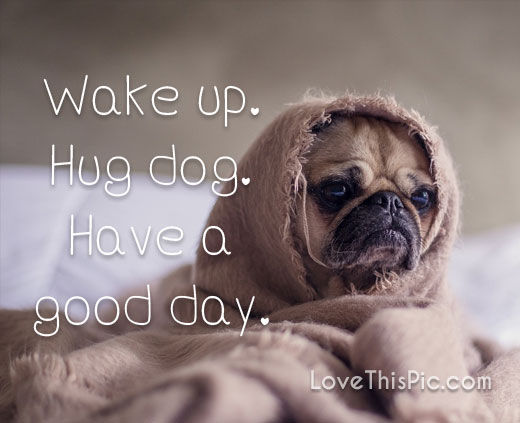 Why Does My Dog Wake Up When I Wake Up