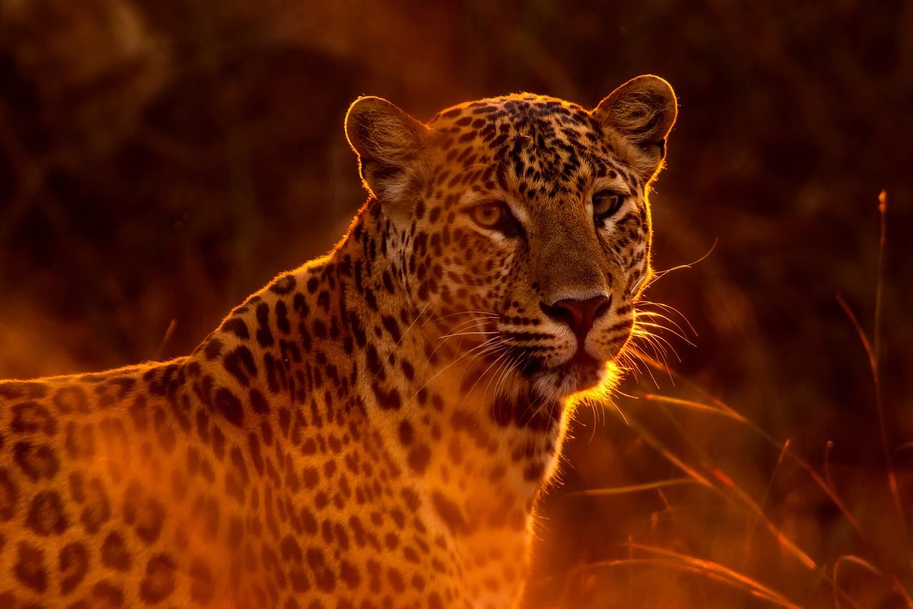 Wild Leopard Pictures, Photos, and Images for Facebook, Tumblr ...