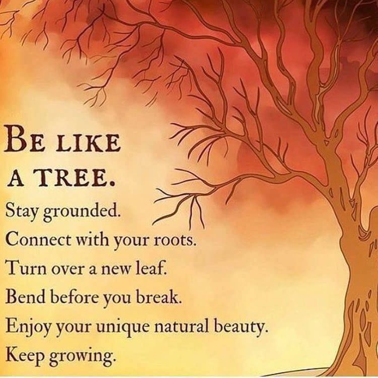 Be Like A Tree Pictures, Photos, and Images for Facebook, Tumblr ...