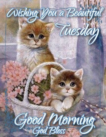Kitten Beautiful Tuesday Pictures, Photos, and Images for Facebook ...