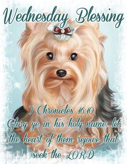 Cute Puppy Wednesday Blessing Pictures, Photos, and Images for Facebook ...