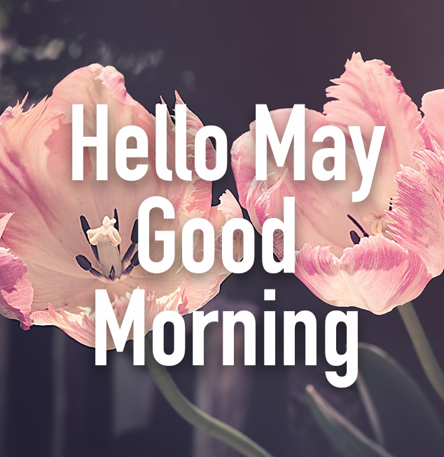 Tulip Good Morning Hello May Image Pictures, Photos, and Images for ...