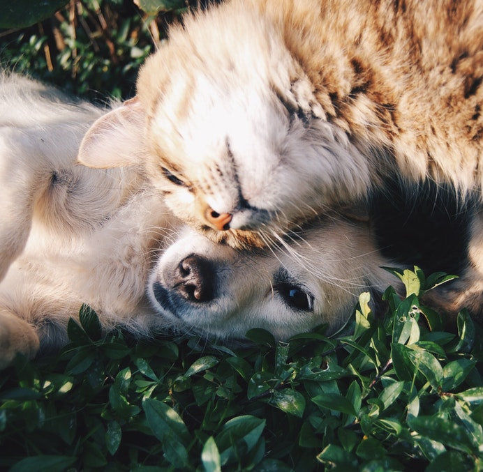 Dog And Cat Best Friends Pictures, Photos, and Images for Facebook ...