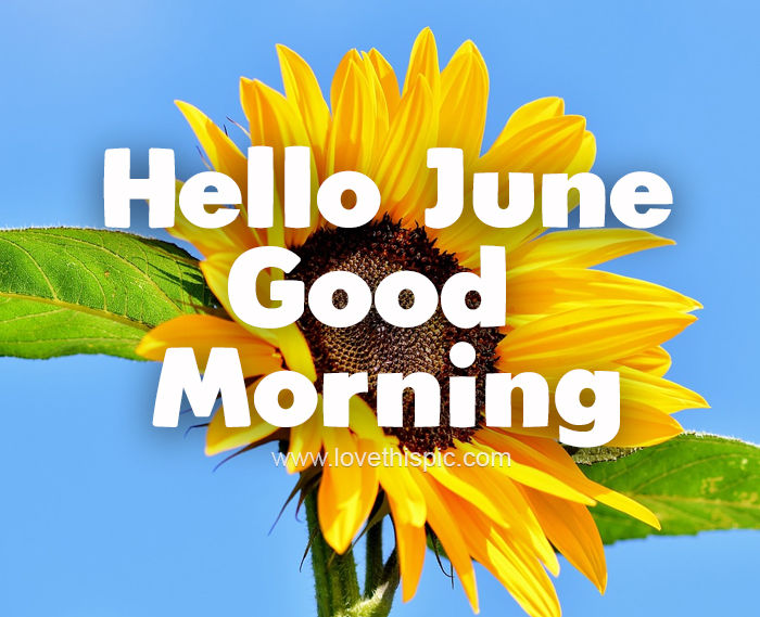 Bright Sunflower - Hello June Good Morning Quote Pictures, Photos, and ...