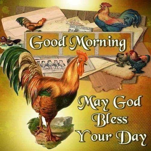 Rooster May God Bless Your Day Pictures, Photos, and Images for ...