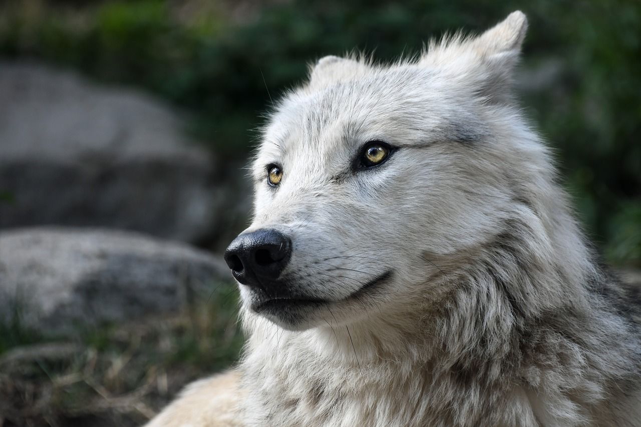 White Wolf Pictures, Photos, and Images for Facebook, Tumblr, Pinterest ...
