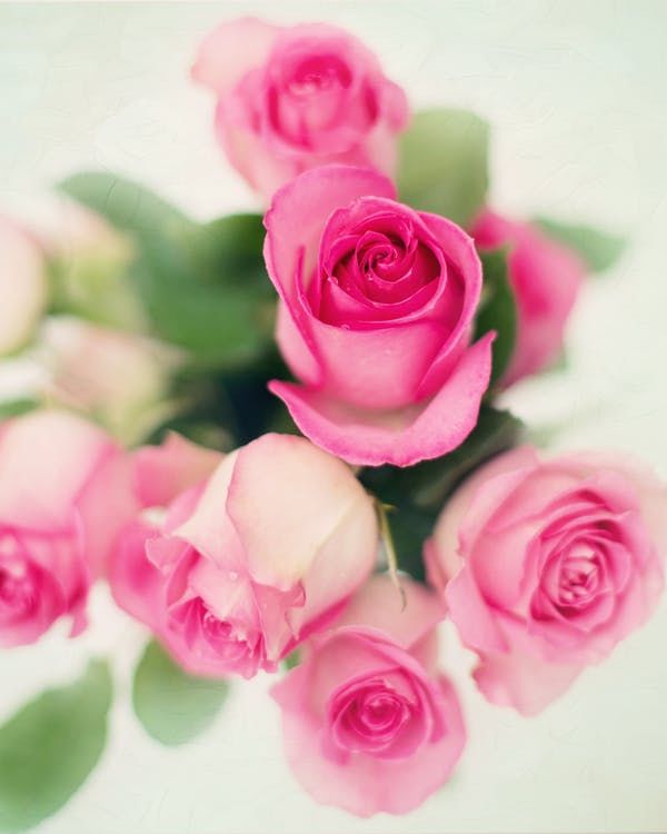 Pink Roses Pictures, Photos, and Images for Facebook, Tumblr, Pinterest ...