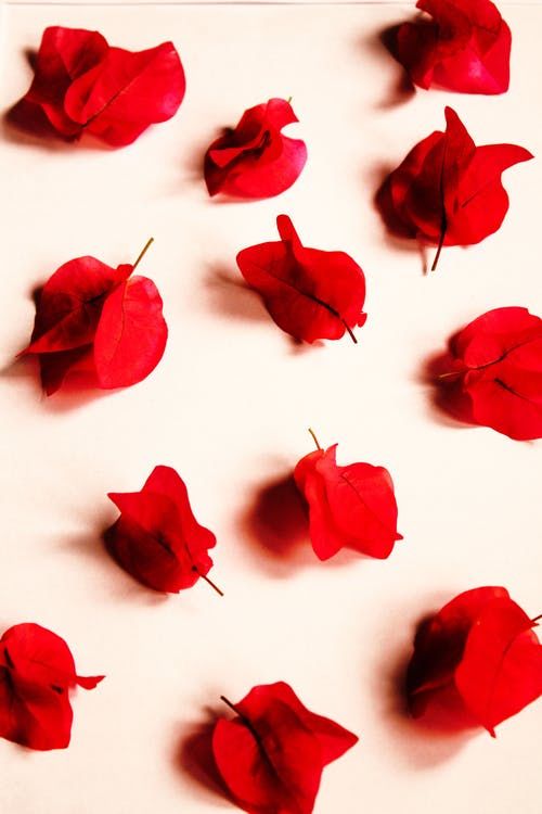 Red Petaled Flowers Pictures, Photos, and Images for Facebook, Tumblr ...