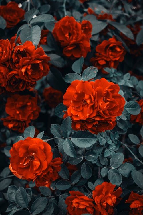 Bundle Of Red Roses Pictures, Photos, and Images for Facebook, Tumblr ...