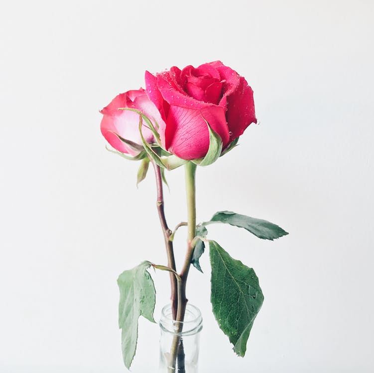 Two Roses Pictures, Photos, and Images for Facebook, Tumblr, Pinterest ...