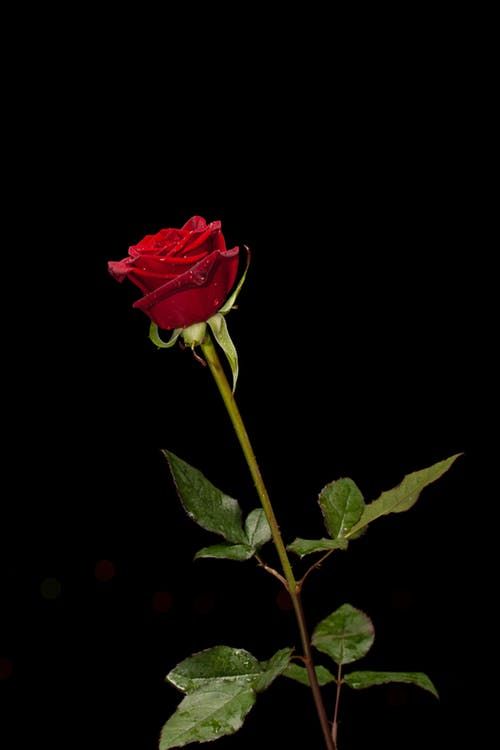 Single Red Rose Pictures, Photos, and Images for Facebook, Tumblr ...