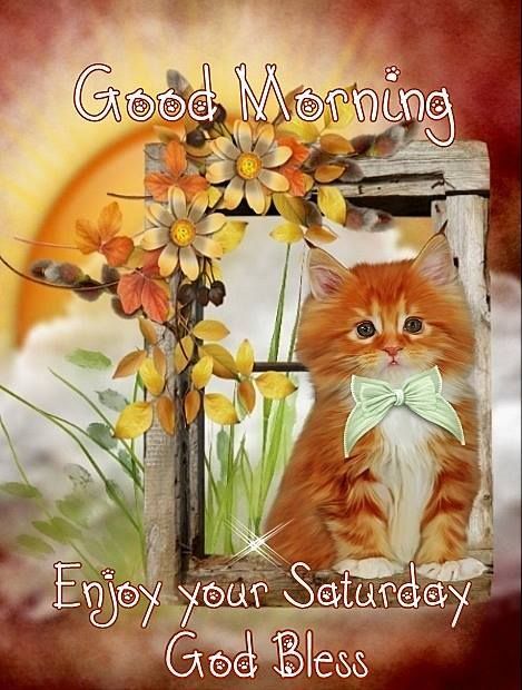 Cute Kitty Saturday Morning Quote Pictures, Photos, and Images for ...