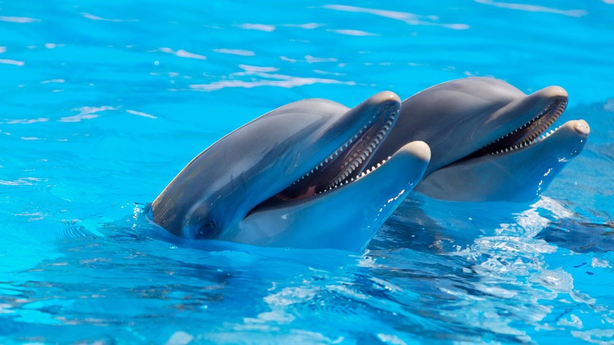 Happy Dolphins Pictures, Photos, and Images for Facebook, Tumblr ...