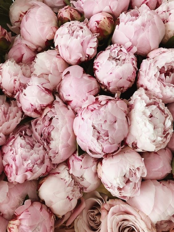 Bundle Of Peonies Pictures, Photos, and Images for Facebook, Tumblr ...