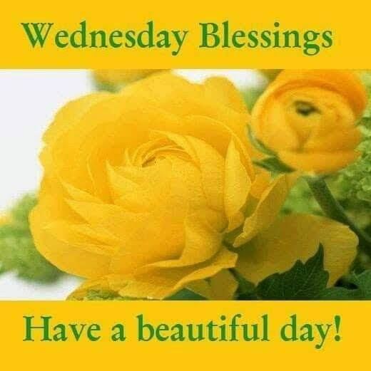 Yellow Rose Wednesday Blessings Pictures, Photos, and Images for ...
