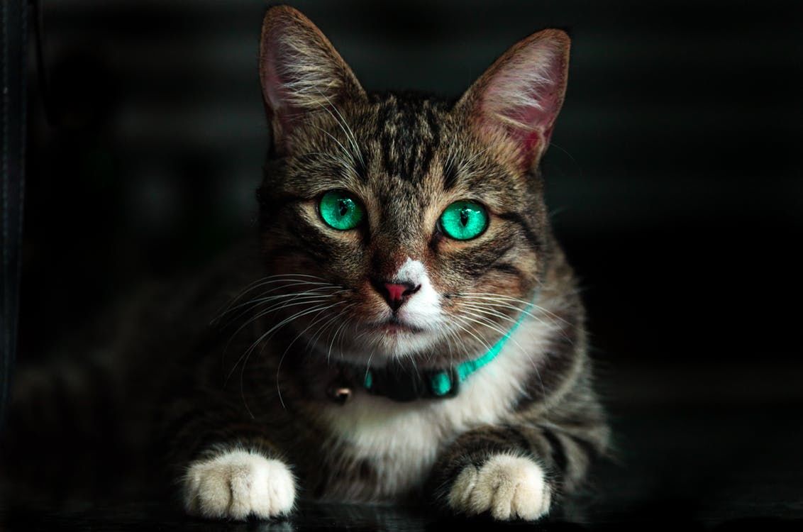 Teal Eye Cat Pictures, Photos, and Images for Facebook, Tumblr ...