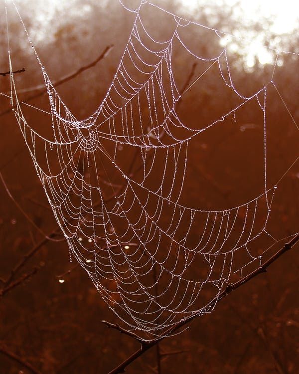 Cobweb Pictures, Photos, and Images for Facebook, Tumblr, Pinterest ...