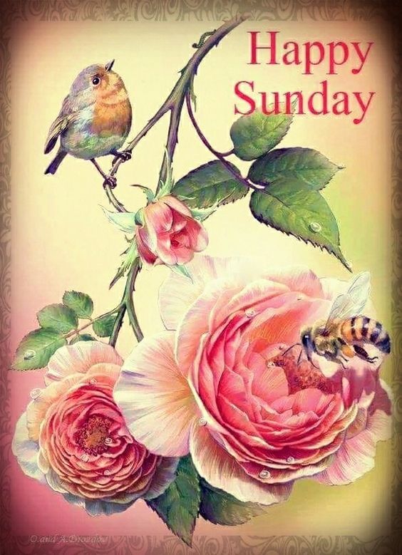 Happy Sunday Birdy Pictures, Photos, and Images for Facebook, Tumblr ...