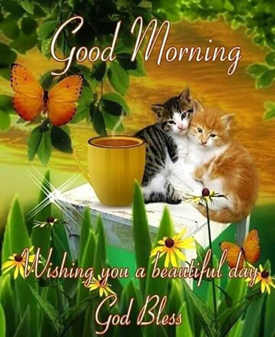Beautiful Kittens Good Morning Quote Pictures, Photos, and Images for ...