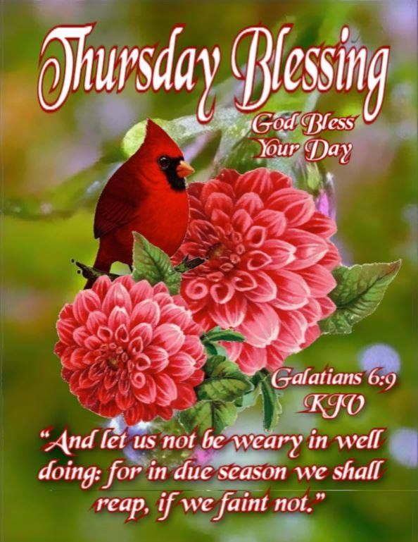 Cardinal Thursday Blessing Pictures, Photos, and Images for Facebook ...