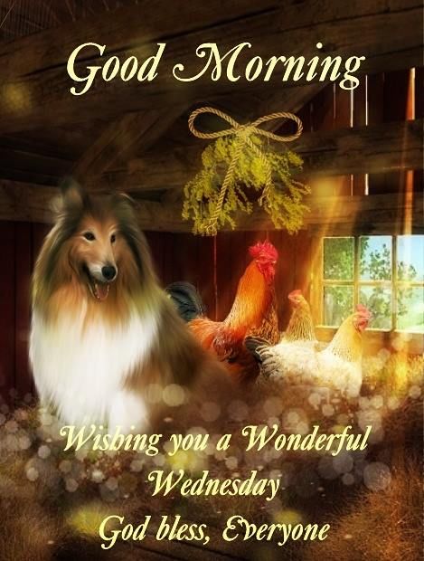 Dog & Rooster Wonderful Wednesday Pictures, Photos, and Images for ...