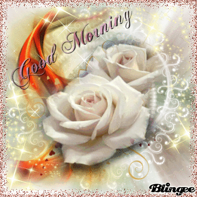 Good Morning White Rose