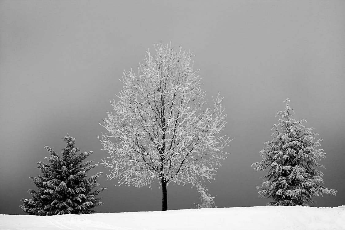 Grayscale Snow Trees Pictures, Photos, and Images for Facebook, Tumblr ...