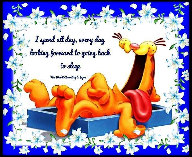 I Spend All Day, Every Day Looking Forward To Going Back To Sleep ...