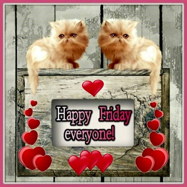 Happy Friday Kitten