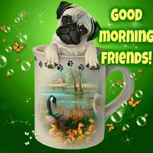 Pug In Mug - Good Morning Friends Pictures, Photos, and Images for ...