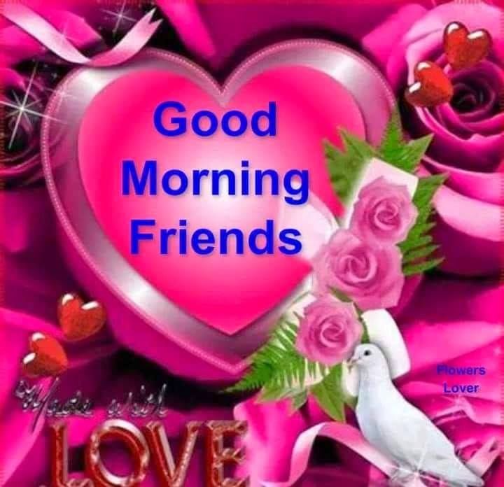 Single Dove Good Morning Friends Quote Pictures, Photos, and Images for ...