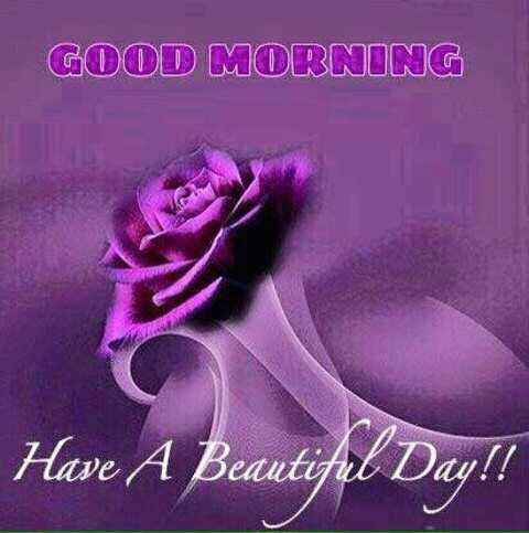 Good Morning Purple Roses