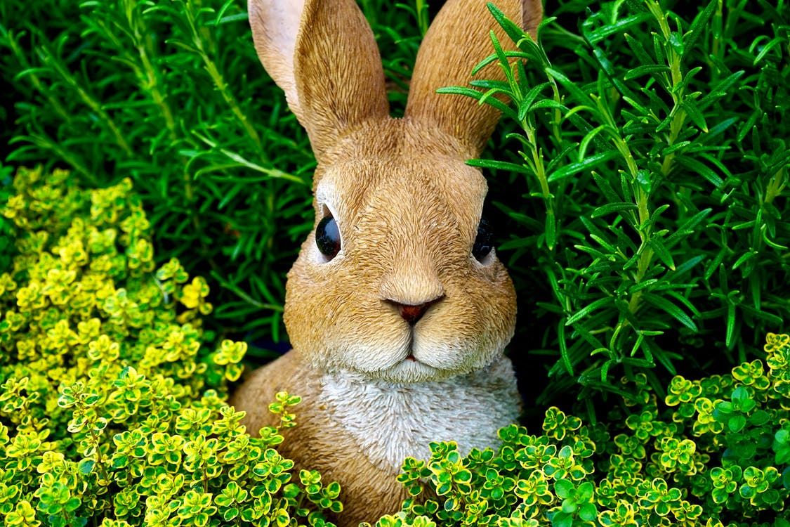 Cute Easter Bunny Pictures, Photos, and Images for Facebook, Tumblr ...