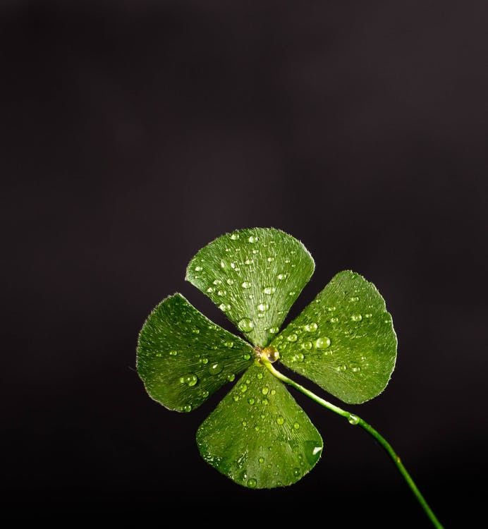 Four Leaf Clover Pictures, Photos, and Images for Facebook, Tumblr ...