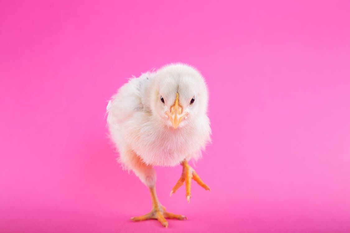 Chick In Pink Background Pictures, Photos, and Images for Facebook ...