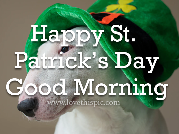 Bull Terrier St Patricks Morning Quote Pictures, Photos, and Images for ...
