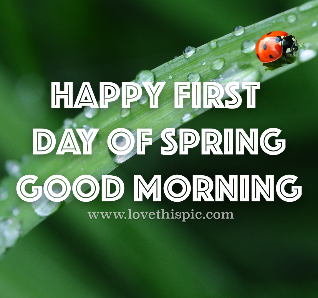 Red Lady Bug Good Morning Spring Image Pictures, Photos, and Images for ...