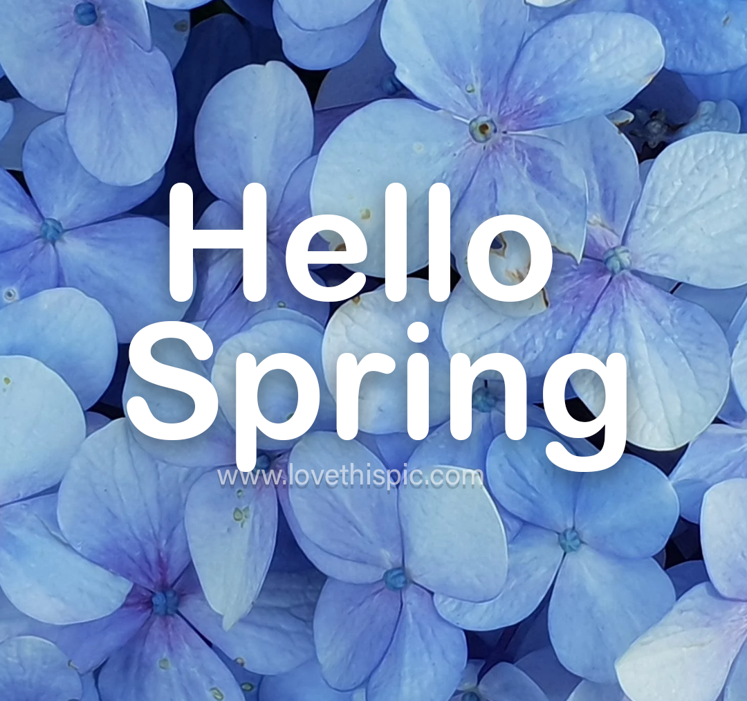 Blue Petaled Flower - Hello Spring Quote Pictures, Photos, and Images ...